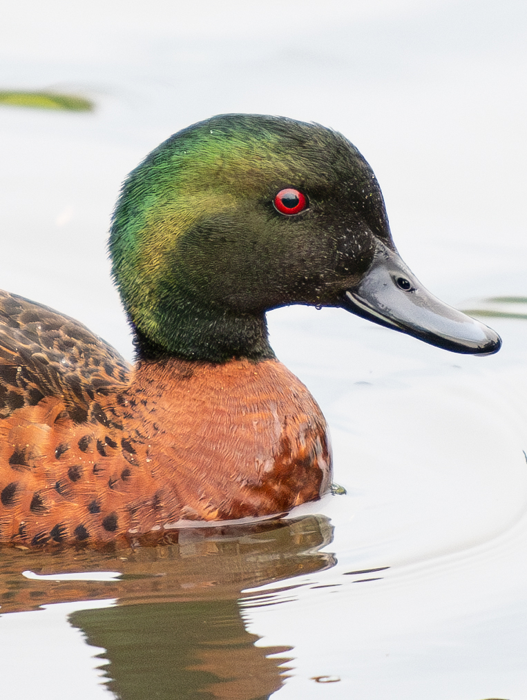 I spy with my little eye… – Yalukit Willam Nature Association Inc